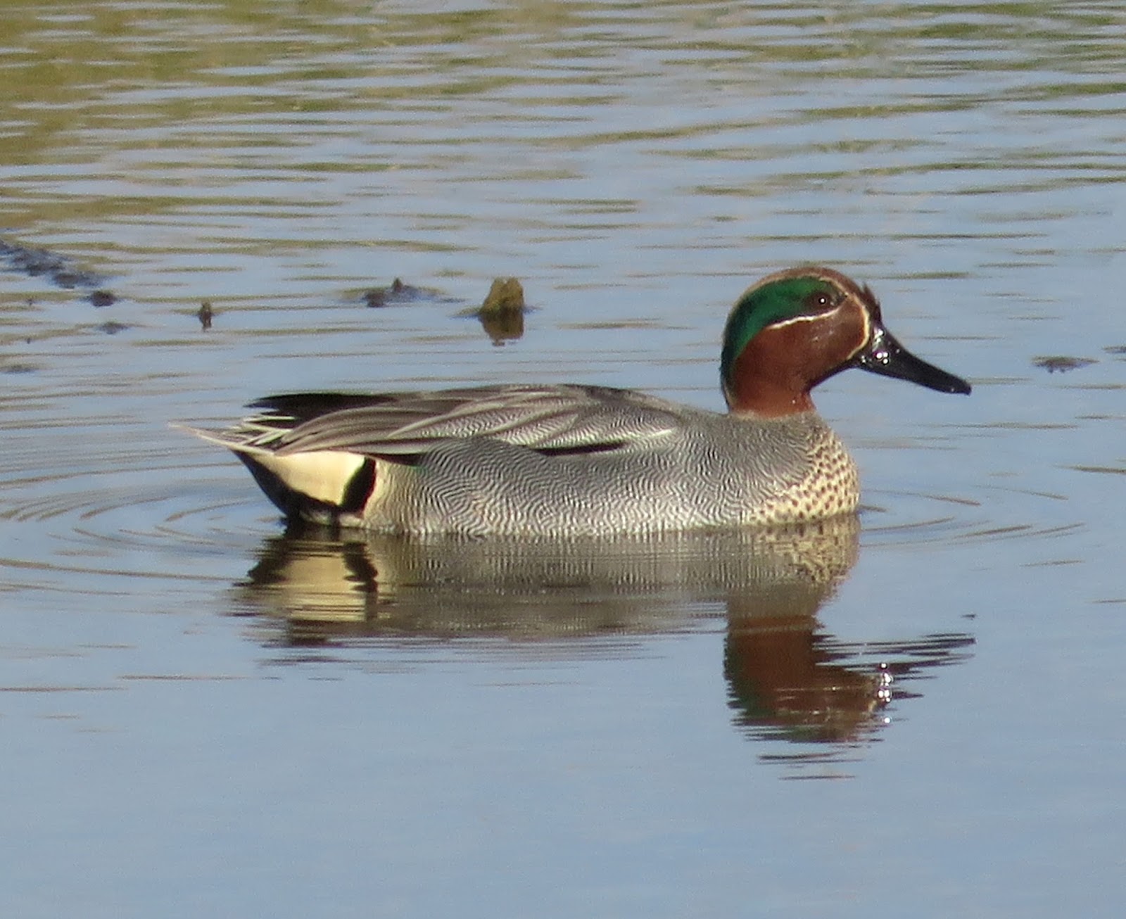 MERSEA WILDLIFE: SPRING SNAKES