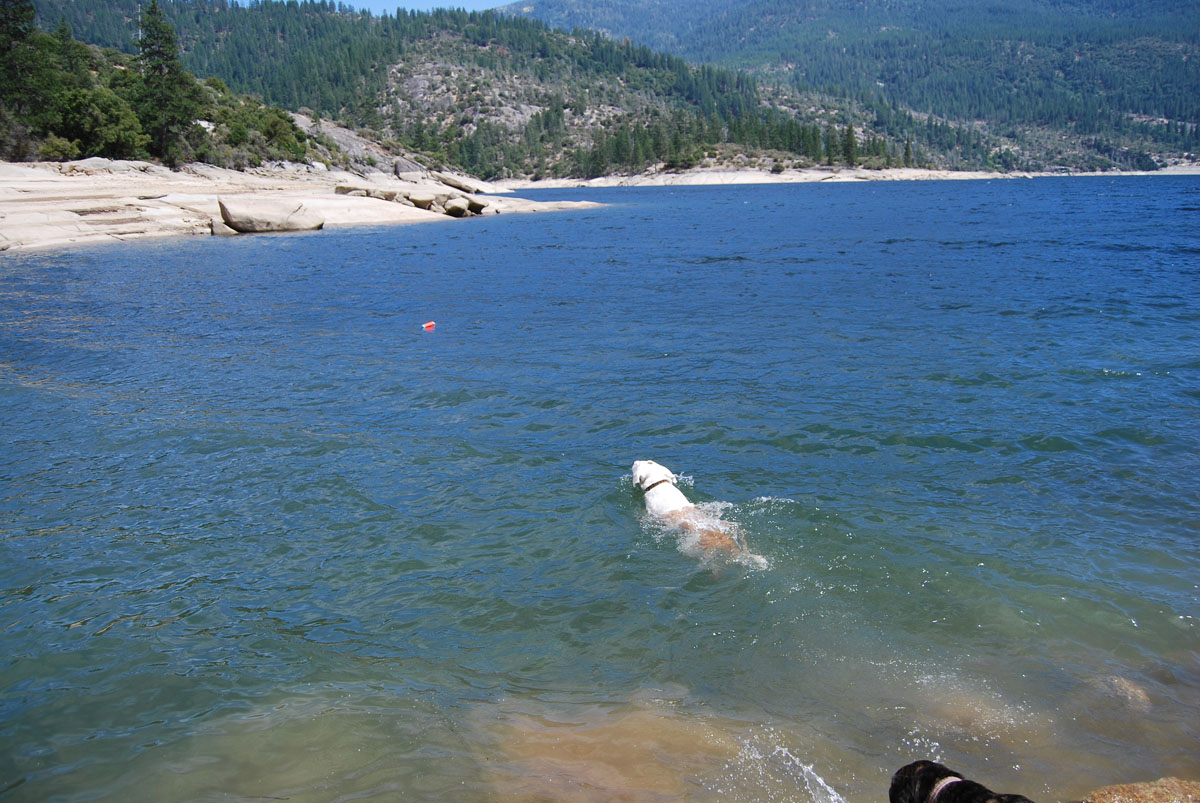 Mountain Dogs: Mammoth Pool Reservoir, August 17