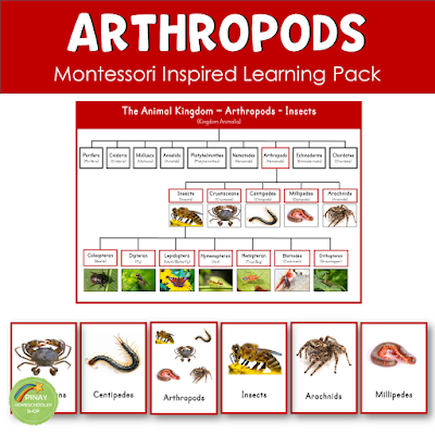 The Arthropods Learning Material (with FREE Files) | The Pinay Homeschooler