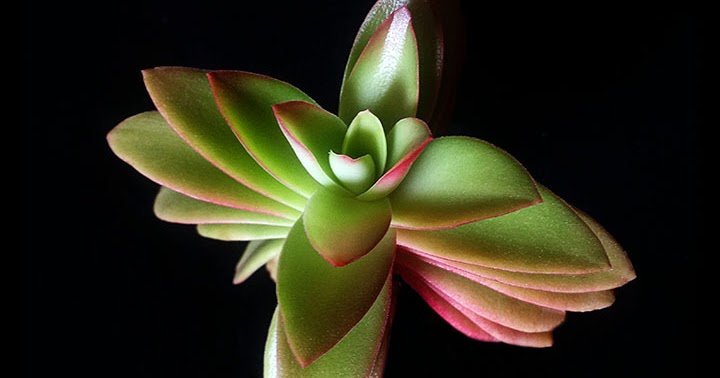 Orquídeas no Apê: Suculenta Crassula capitella 'Campfire'