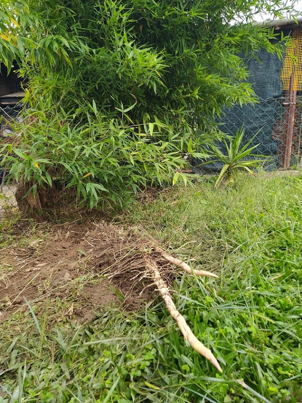 Bucólico Anónimo : Bambu: raízes invasivas e propagação