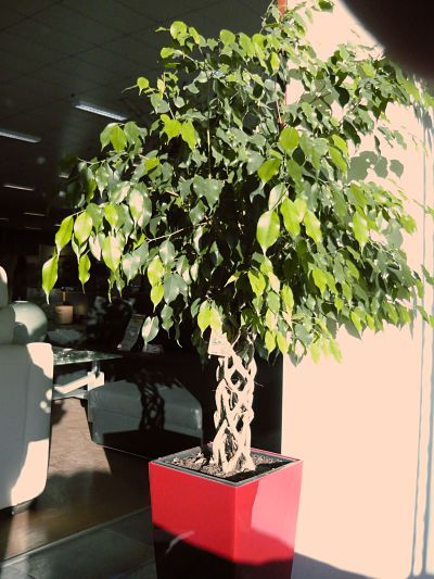 FICUS: ARBUSTOS IDEALES PARA DECORAR PATIOS CUBIERTOS