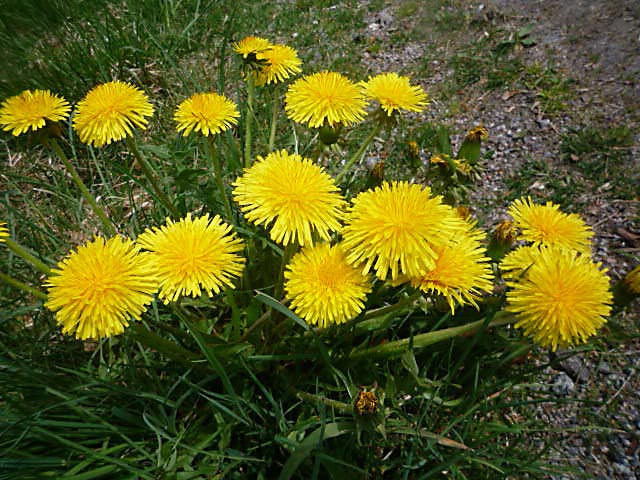 Harry Martinson i tiden: Maskrosen - en av Harry Martinsons ...