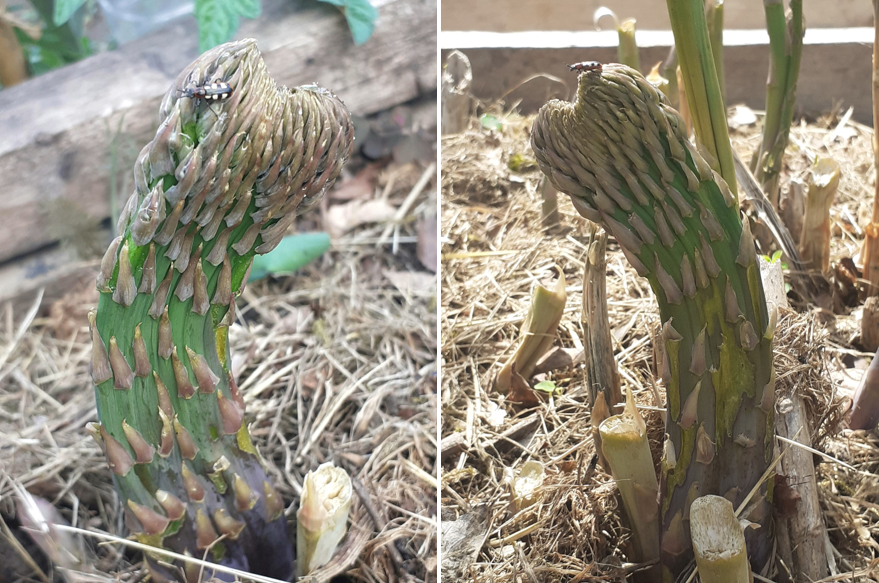 Fasciation Fascination