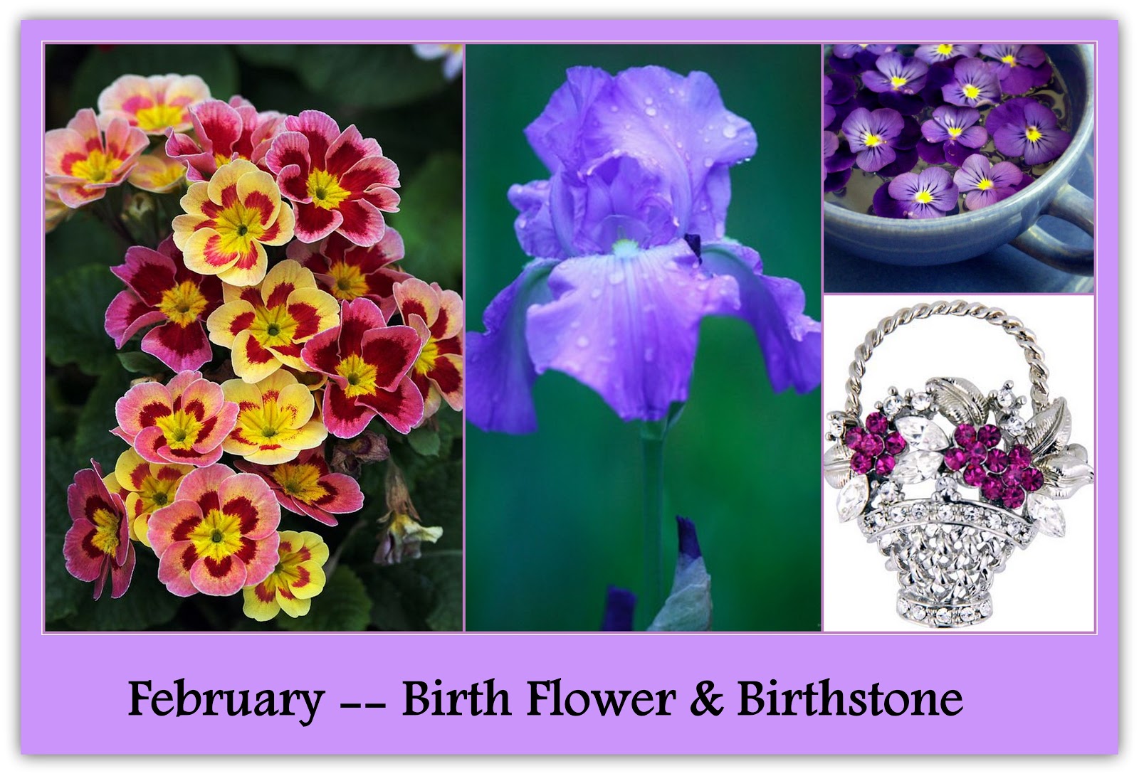 Gillowbugs & Daisy Tales: "February ... Birth Flower ??? & Birthstone"