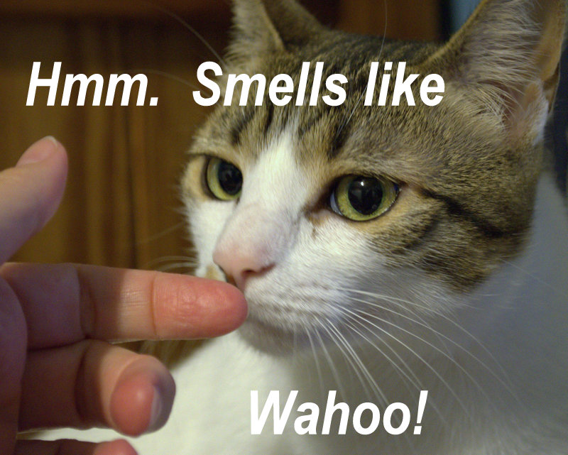 Bookfoolery : Wahoo! Fursday Cat Joy Mashup