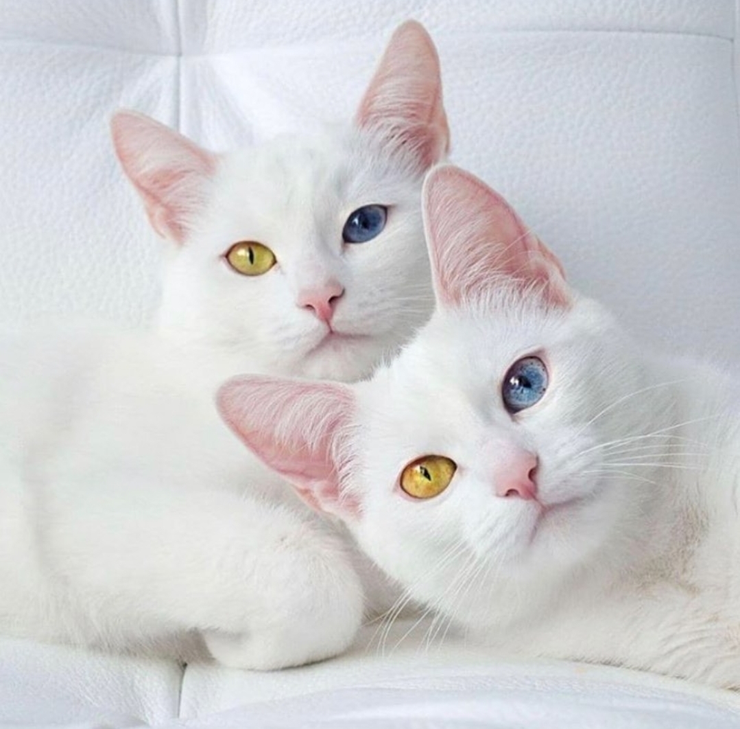 Keunikan Kucing Van Turki