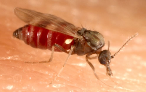 Variety of Life: Culicoidini