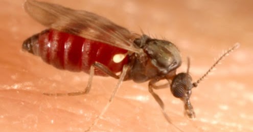 Variety of Life: Culicoidini