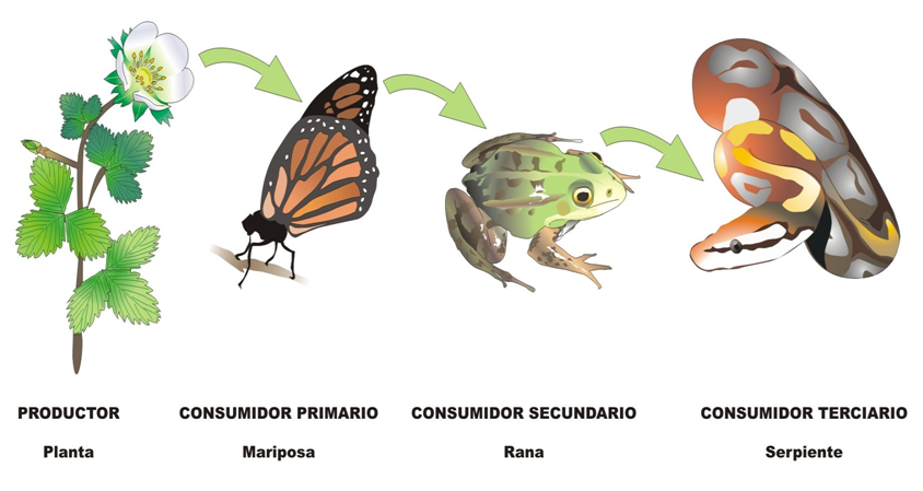 Biologia Decimo