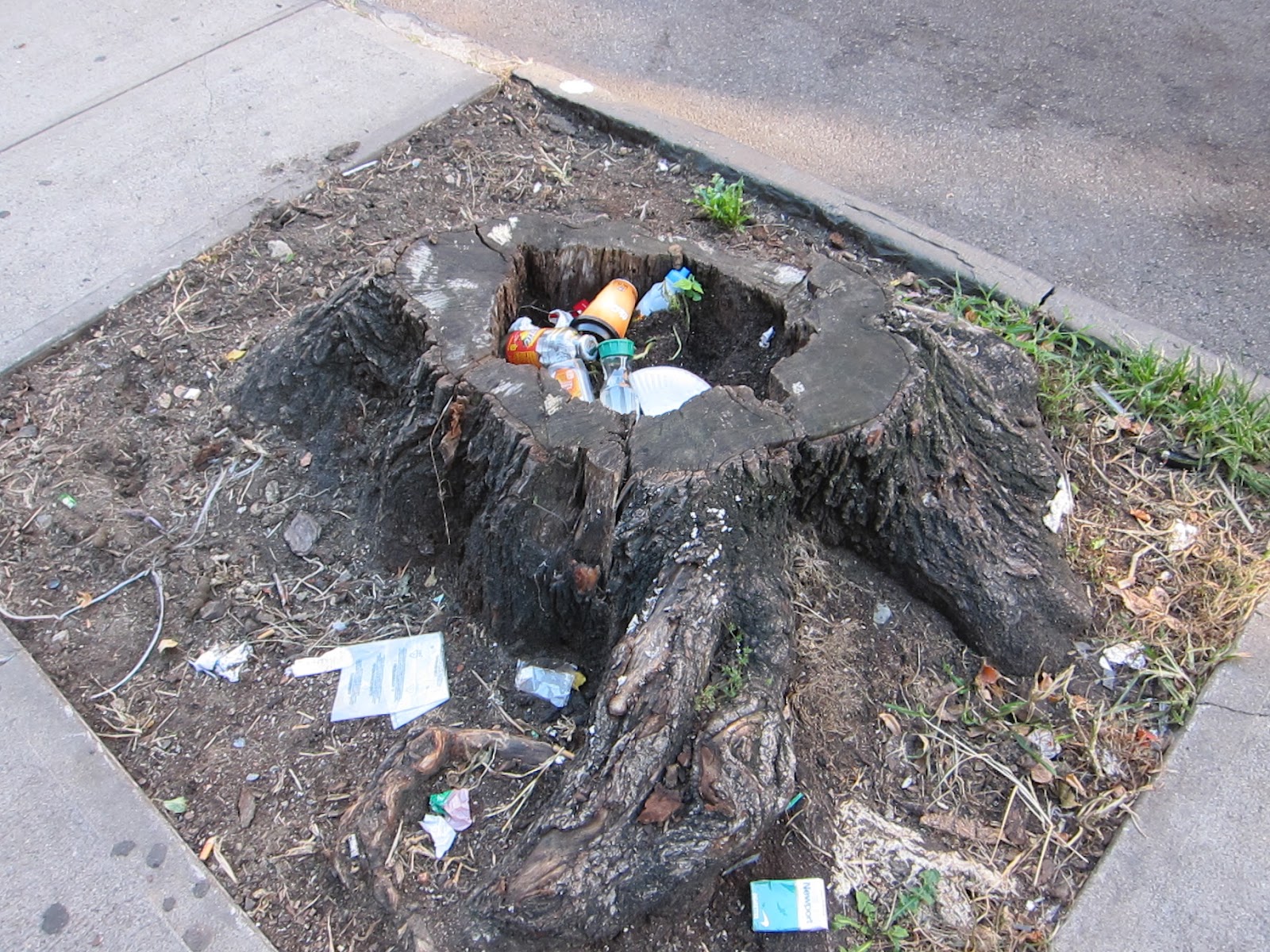 the Q at Parkside: It was the best of tree pits, it was the worst of ...