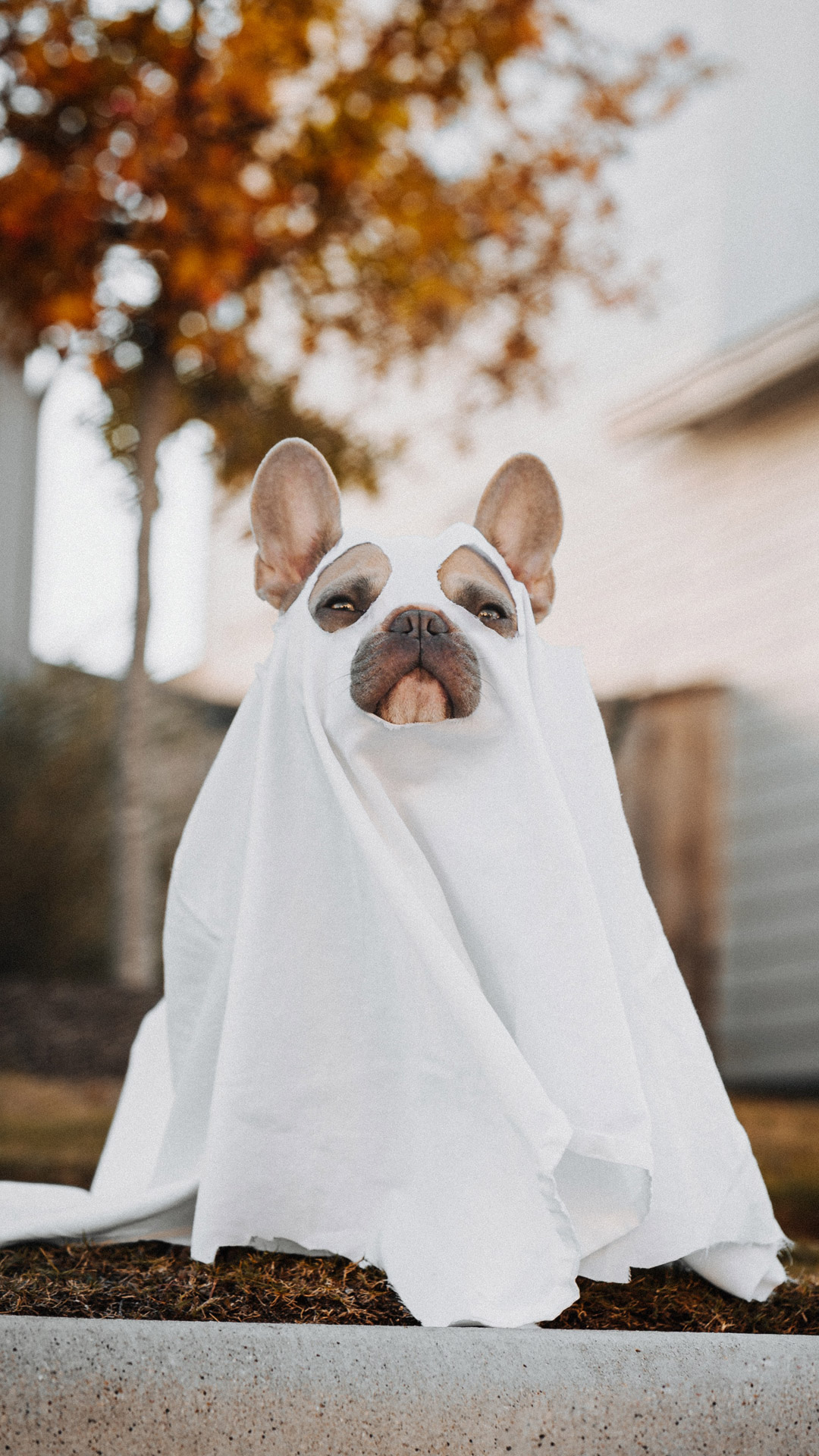 Wallpaper Funny Halloween Costume Ghost Dog Free Wallpapers For Apple wallpaper-funny-halloween-costume-ghost-dog-free-wallpapers-for-apple