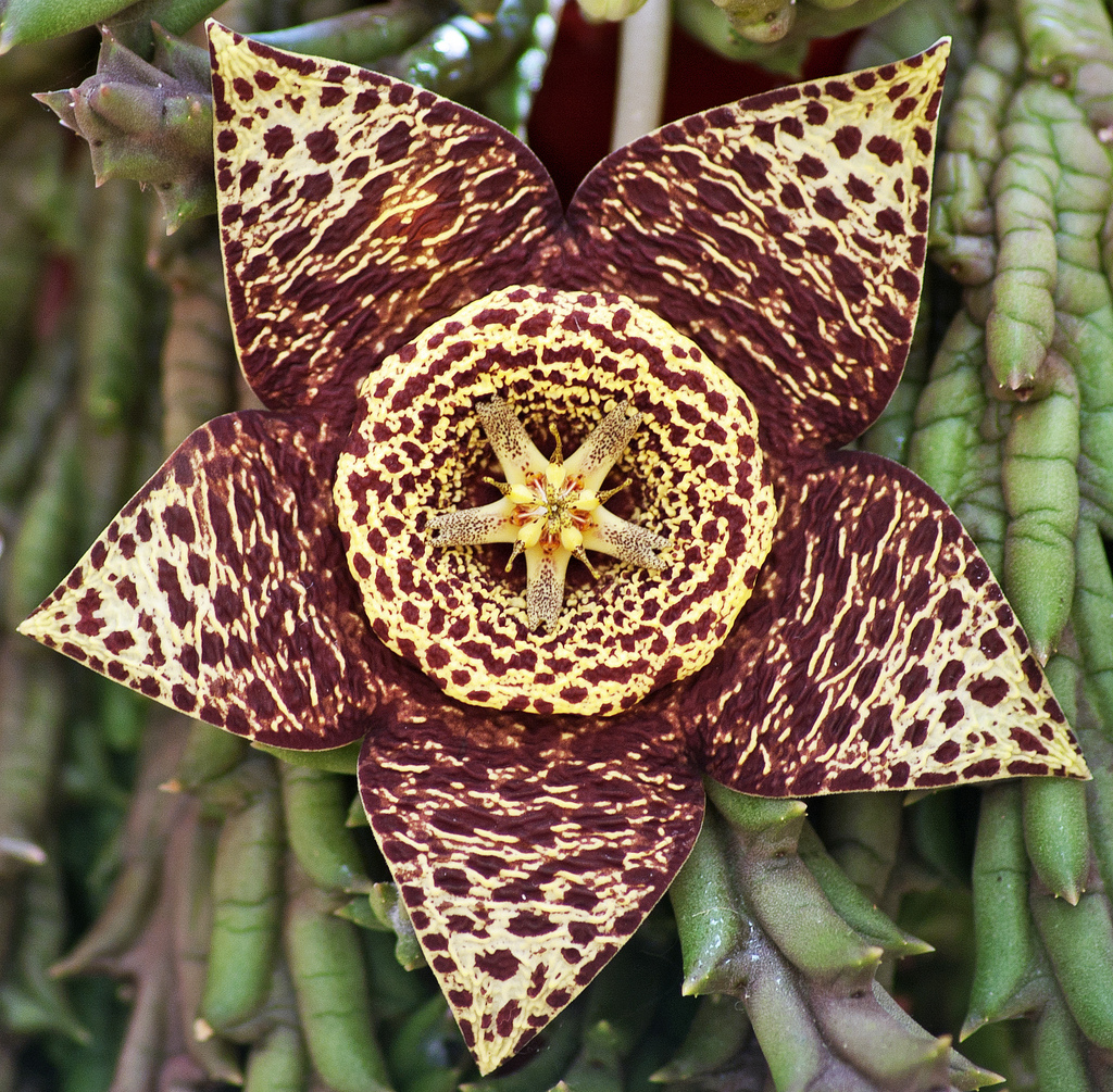 Rosa Rubicondior: More Evolved Mimicry