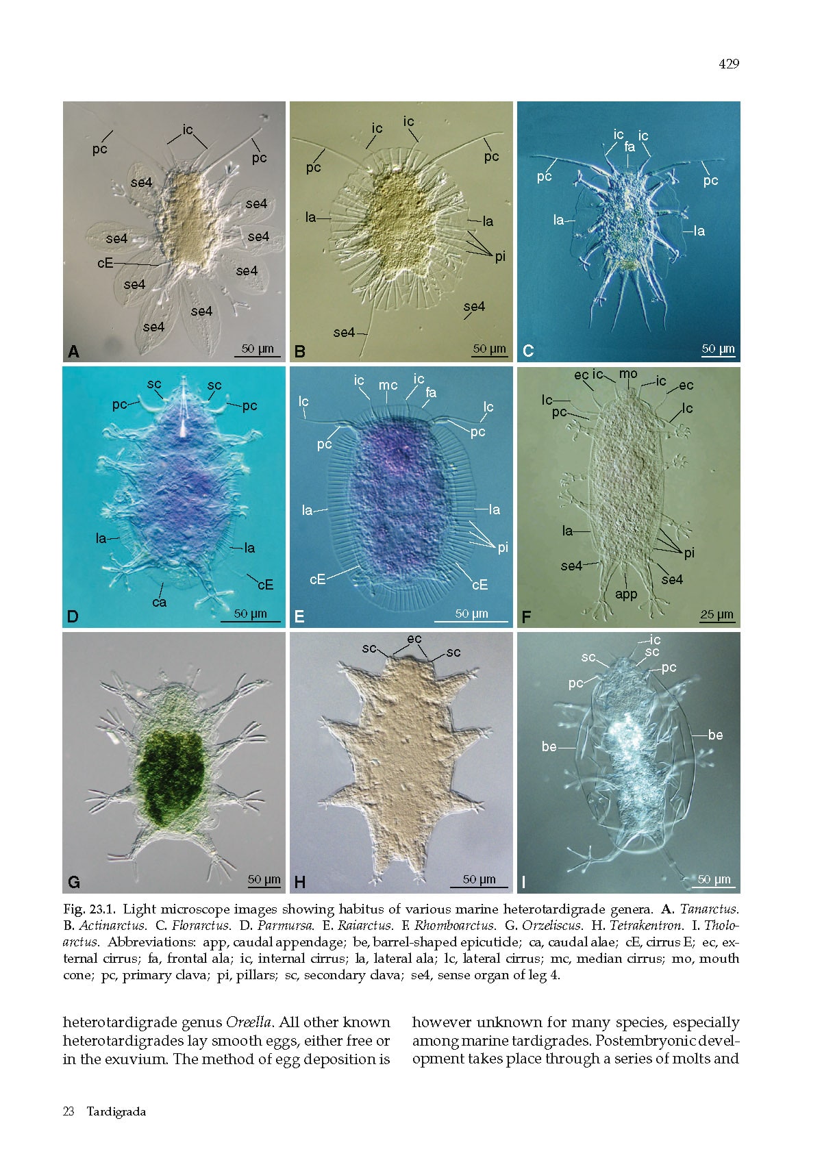 Tesoros a la orilla del mar: Guía de meiofauna