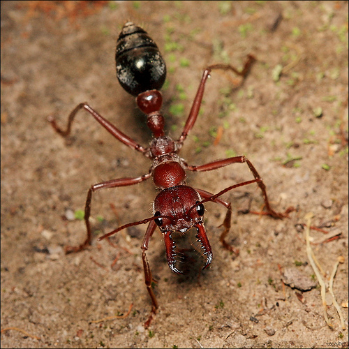 Inilah Semut Pembunuh Paling Mematikan Didunia ng boranan ~ boranan