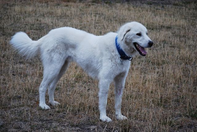 The Akbash Dog - cuteanimalsworld