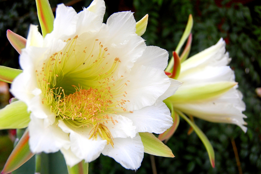 BETHEL FLOR DE MANDACARU 009