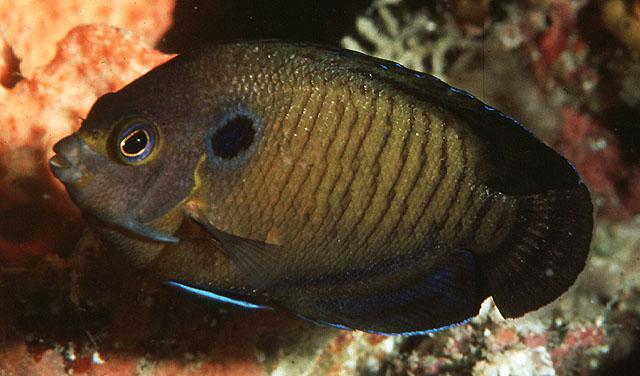 D' Ocean Aquarium: Ikan Angel (Angelfish)
