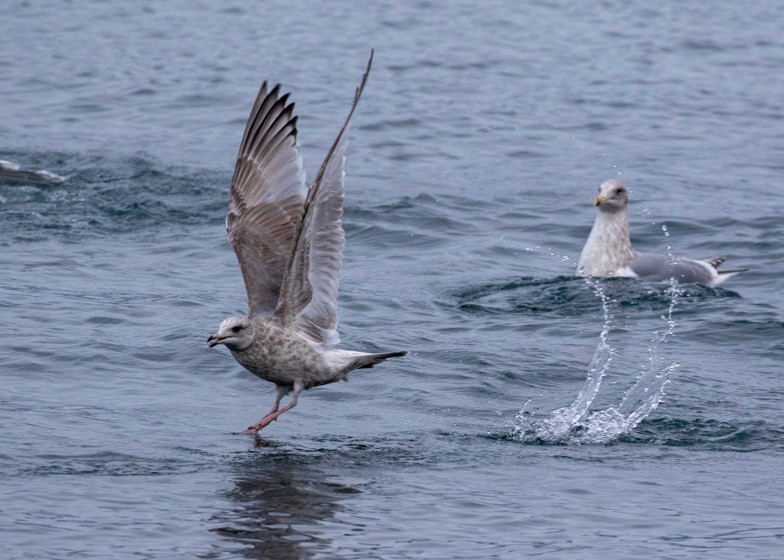Sporadic Bird from Seward, Alaska : Mystery Gull Identified as 2nd ...