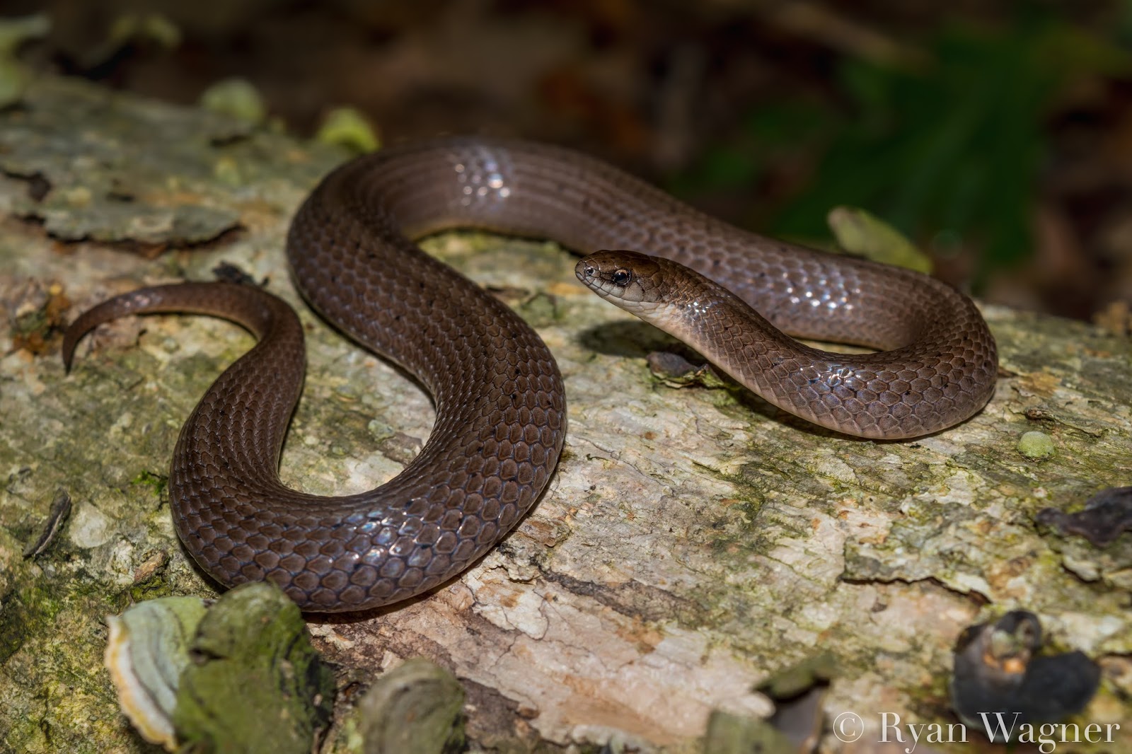 Field Life: Some Small Snakes