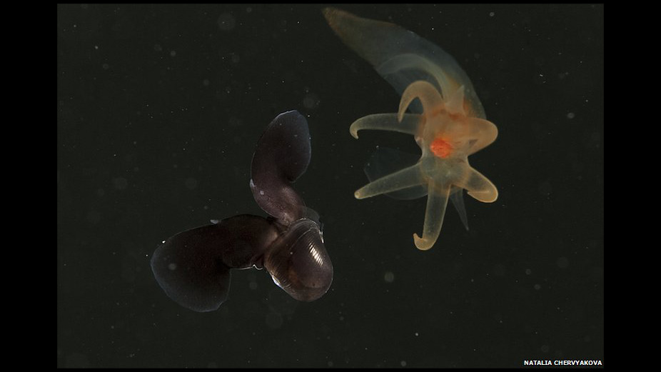 La Roca Roja: Ángel Marino