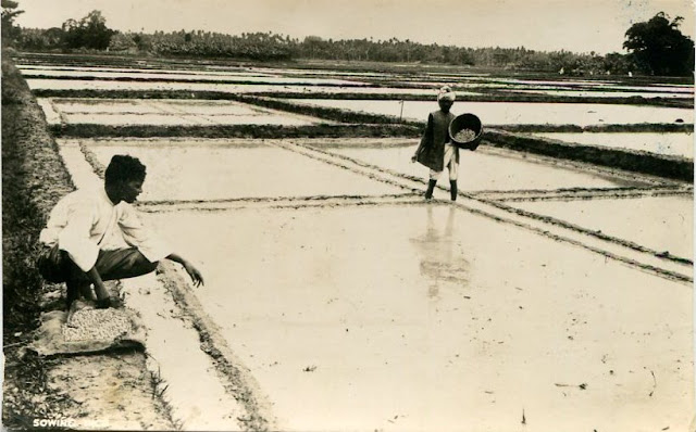 Heritage of India: Sowing Rice in Paddy Fields vintage post card
