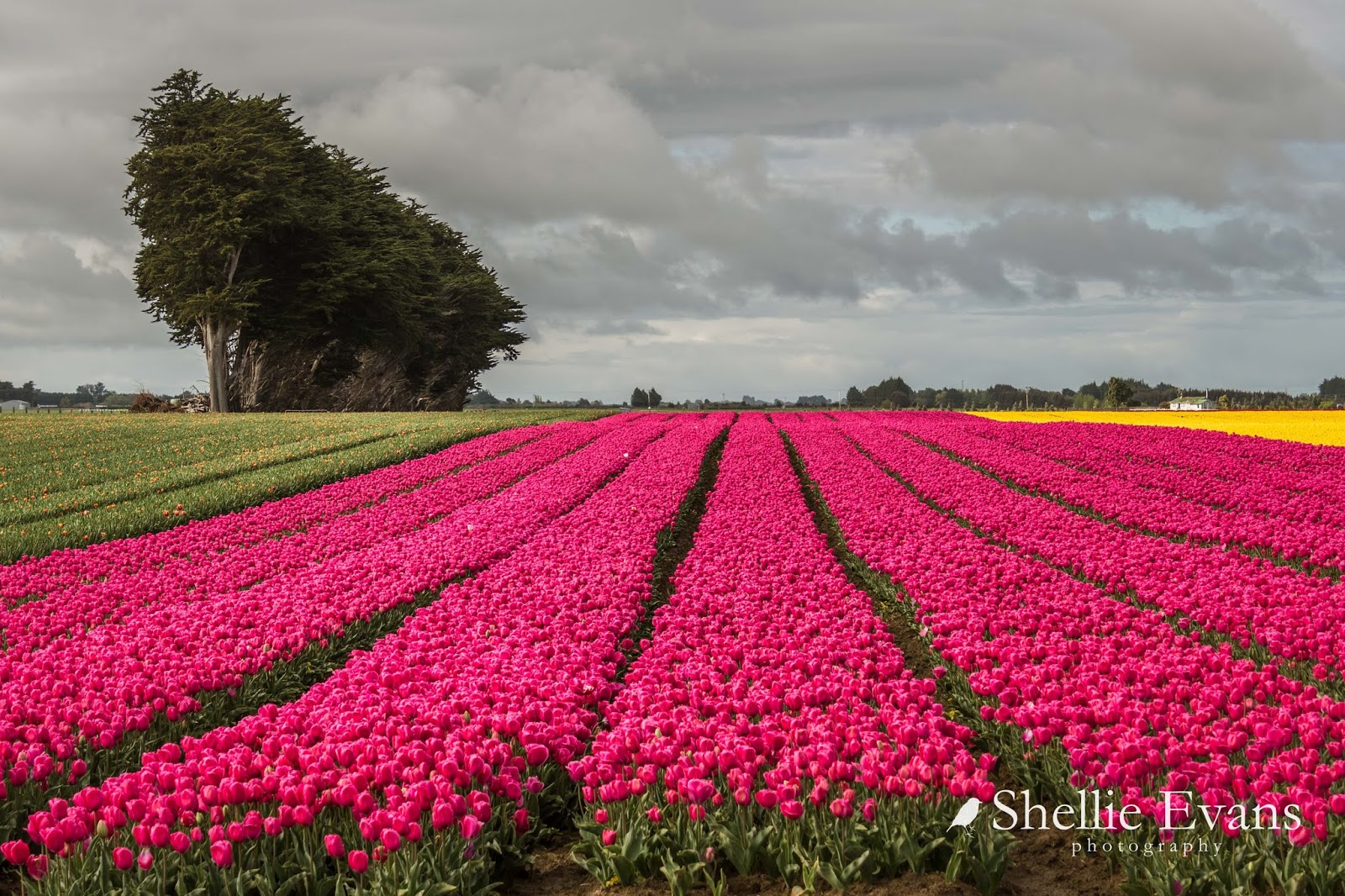 Two Go Tiki Touring: A Riot of Colour- Fields of Tulips, Southland