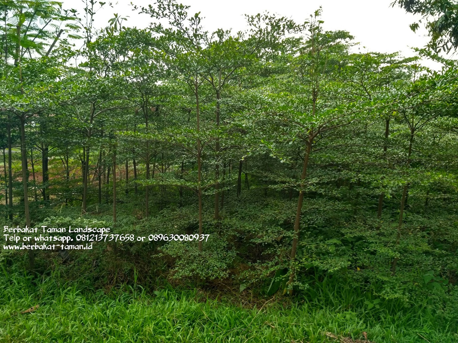 Pohon Rindang Untuk Rumah Minimalis - Desain Interior Terbaru