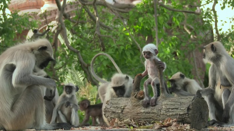 Pusieron un mono falso entre la familia de monos, pero pierden el ...