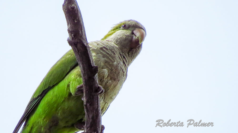 MONK PARAKEET