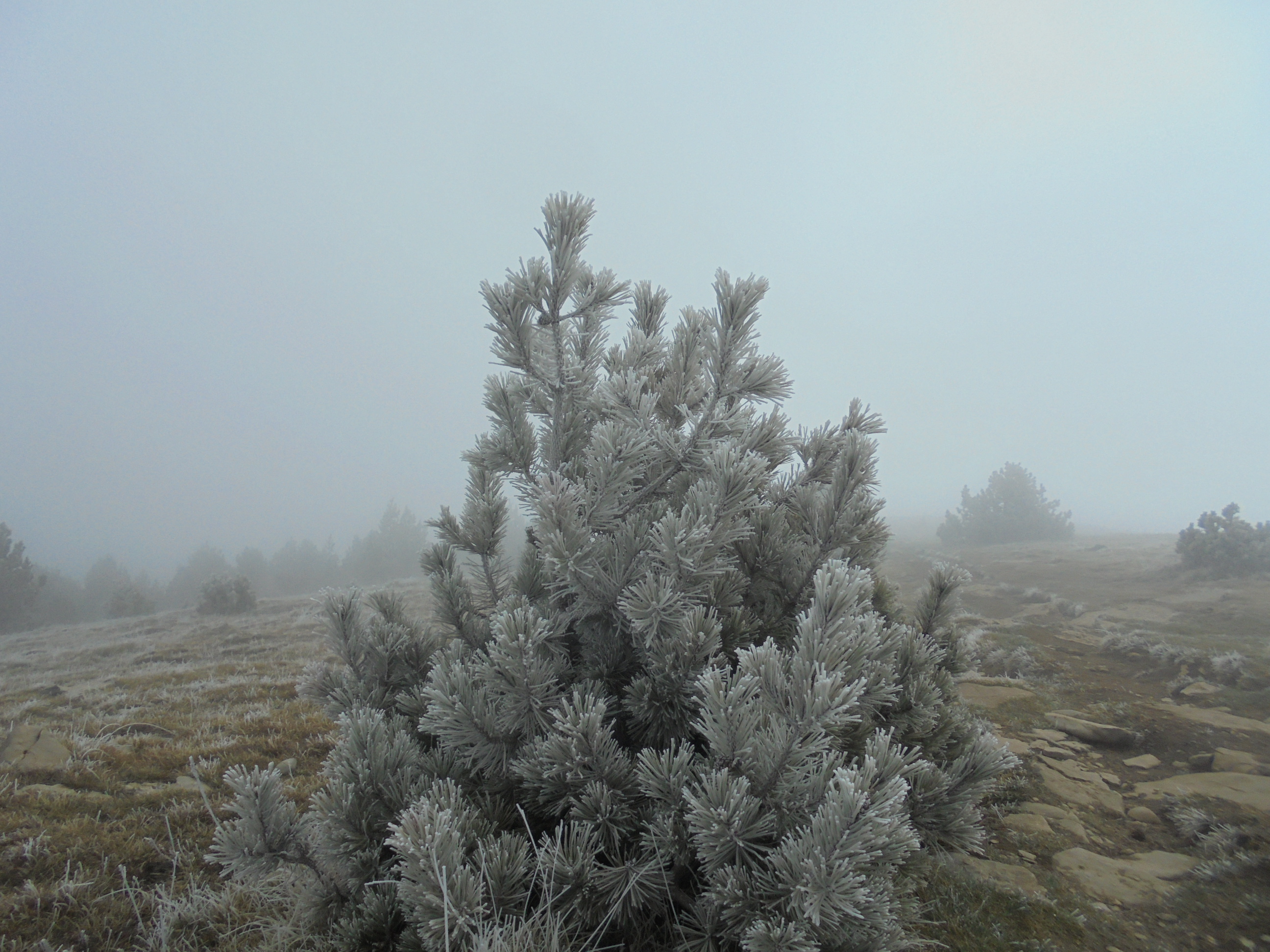 MUNTANYA: Sant Martí d'Ogassa, el Taga, 2040m i el turó de la Portella ...