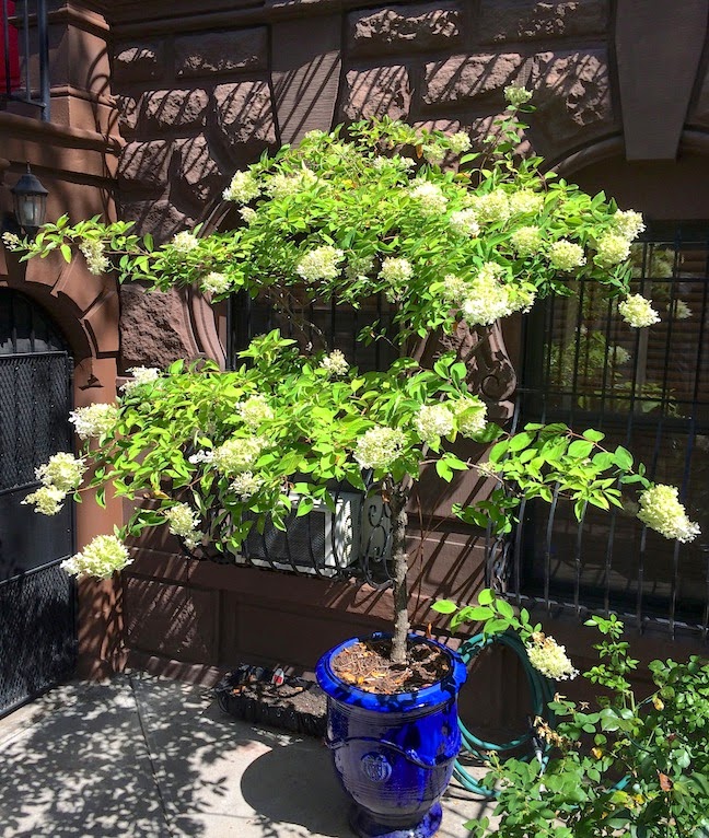 H A R L E M + B E S P O K E: BESPOKE: FLOWERING BROWNSTONE TREES