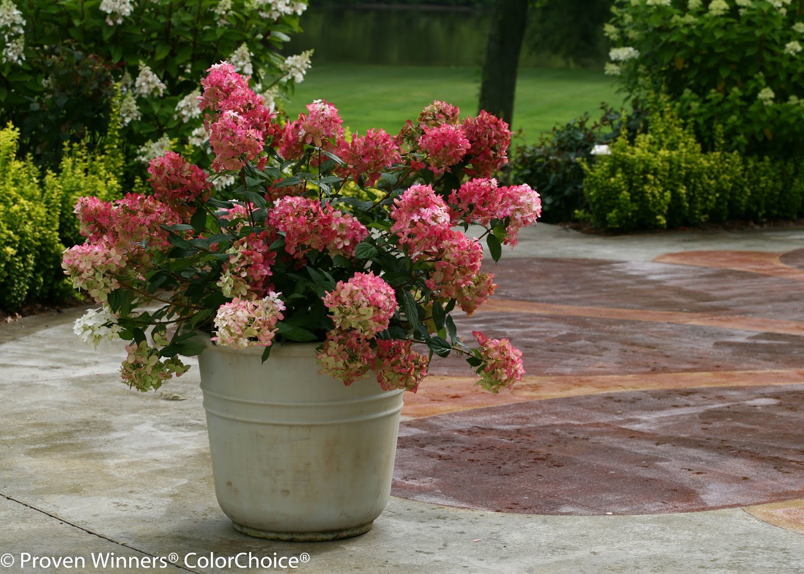 Proven Winners® ColorChoice® Plant of the Week: Plant of the Week: Fire ...
