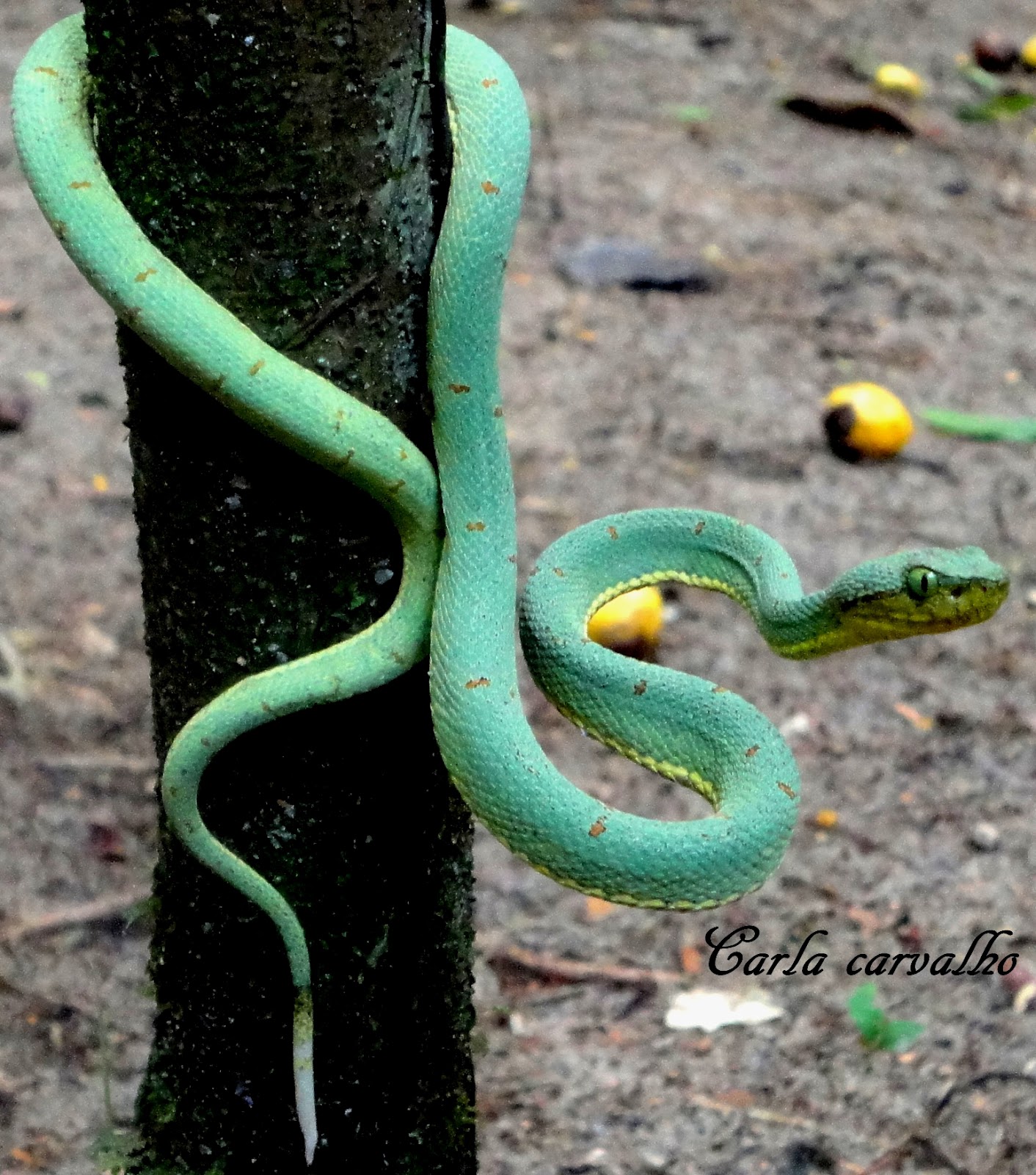 BIOSERPENTEIA: Bothriopsis bilineatus