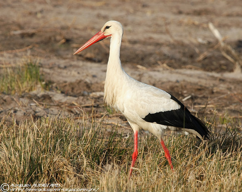 Compañeros de viaje: Cigüeña blanca (Ciconia ciconia)