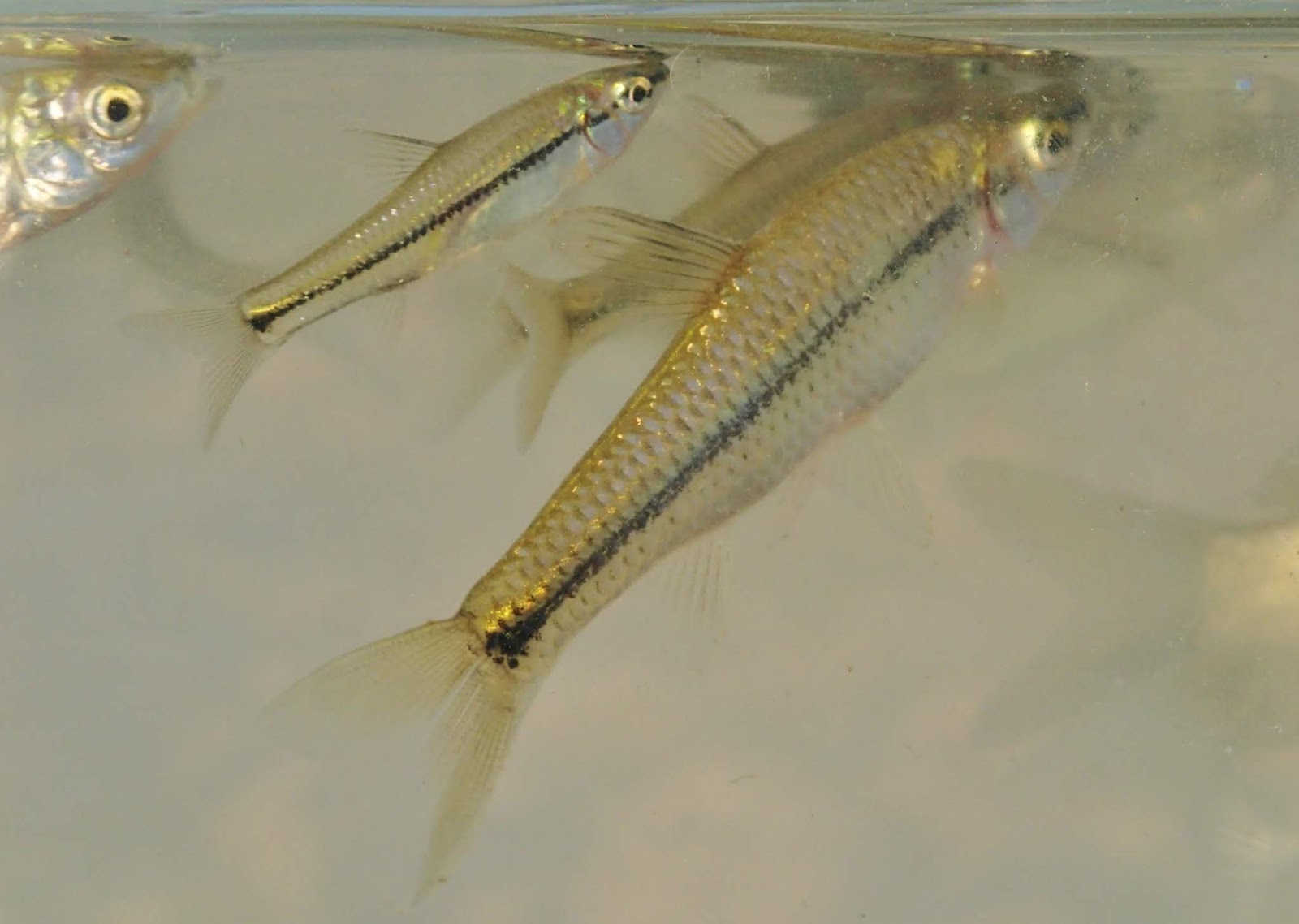 Athens Nature Journal: Kosovo: Summer fish sampling