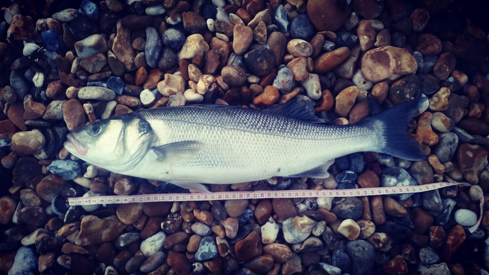 Fish Hooked: Sole Fishing