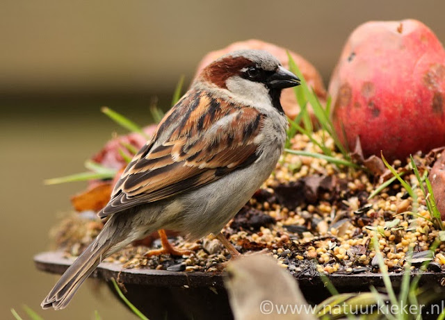 Huismussen op de voederplek