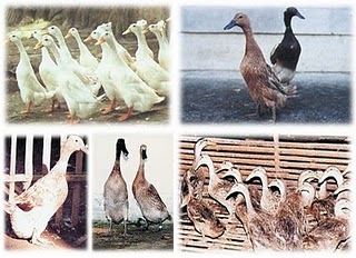 Jenis-Jenis Itik dan Bebek - Dunia Binatang
