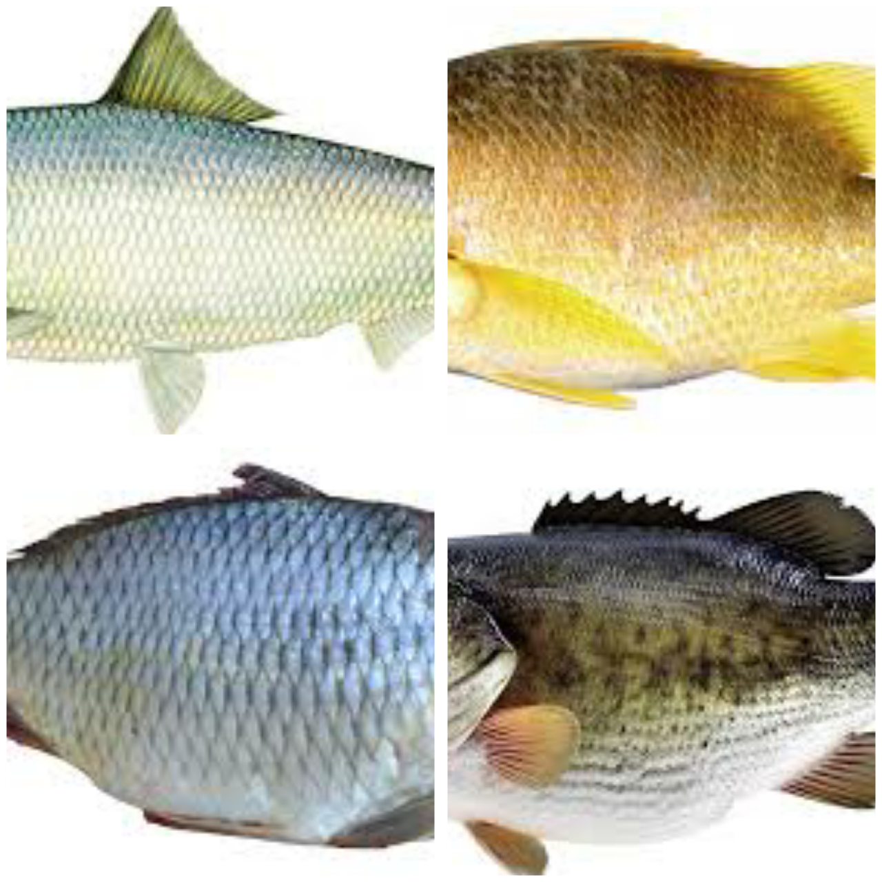 What is a pescetarian?