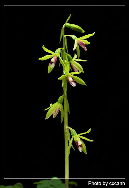 Nervilia fordii (Hance) Schltr.