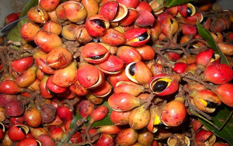 Roraima Online: Copaíba