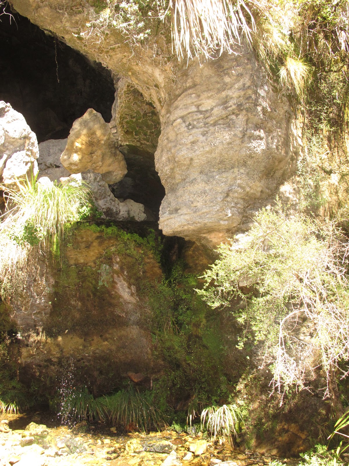 Come, walk with me.: Heaphy Track - day 2 Gouland Downs hut to Saxon Hut