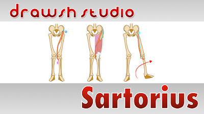 Drawsh: The Sartorius Muscle