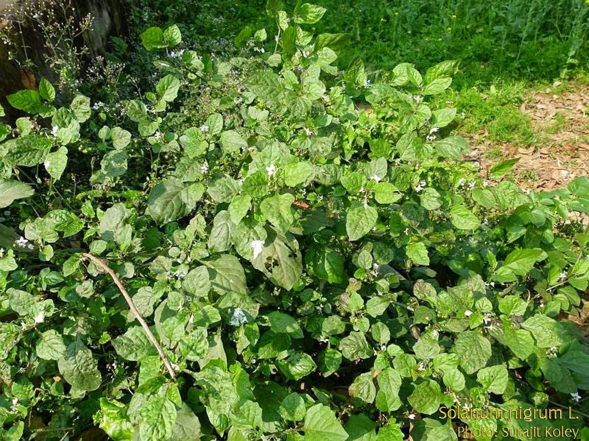 Medicinal Plants: Solanum nigrum, Black Night Shade, Manatakkali ...