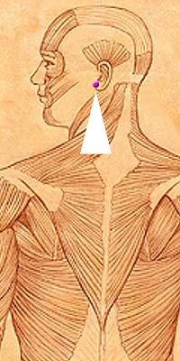 acuxo | Acupuncture Point Locations, Descriptions, and Actions: GB 2 ...