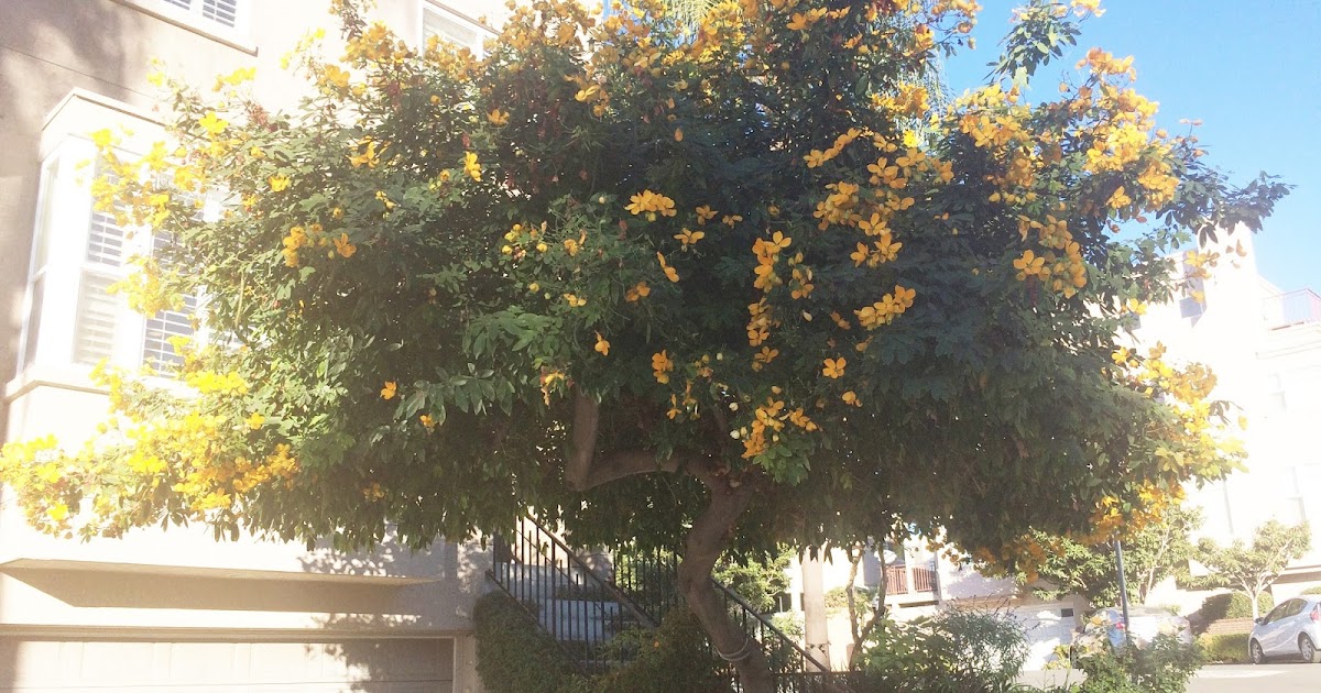 Life Goes Better with Plants : Senna splendida 'Golden'