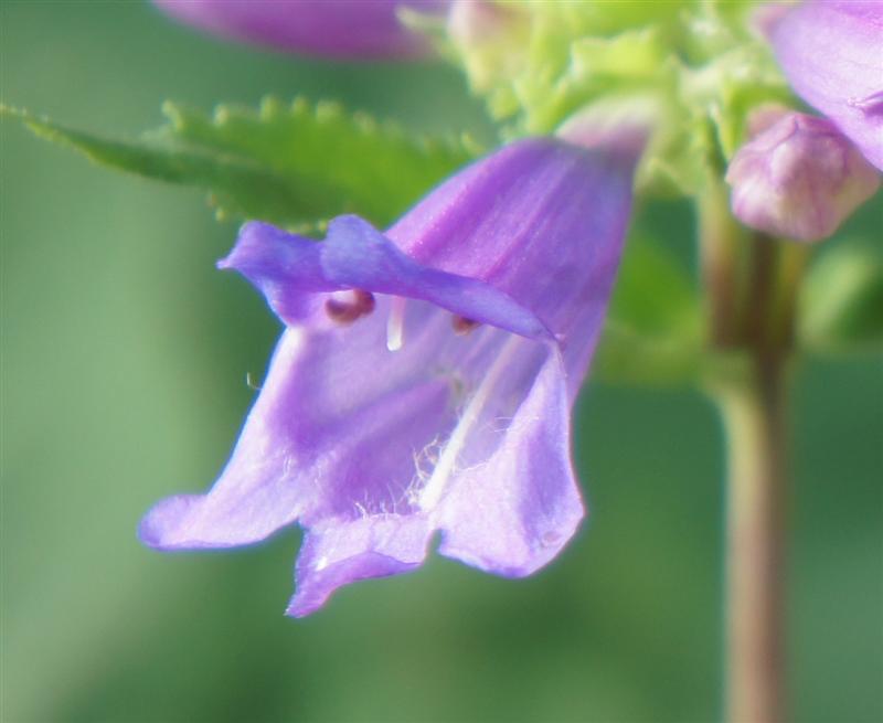 Sous le ciel ardennais ...: Penstemon azureus : la récolte ...