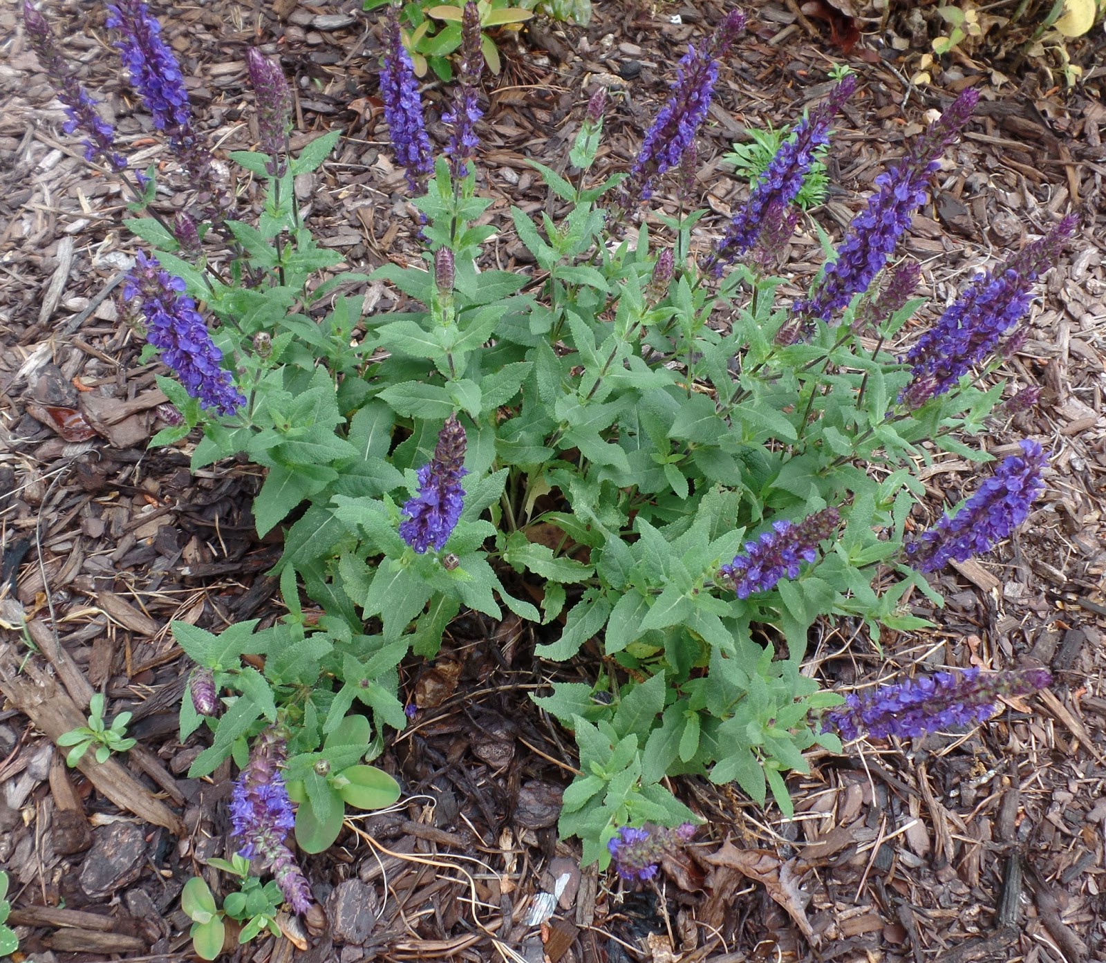 Blue Starr Gallery: This Week in the Perennial Garden