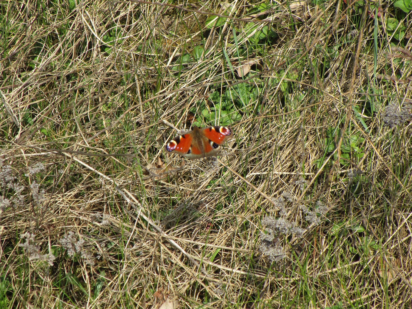 joachimartist: butterfly hunt